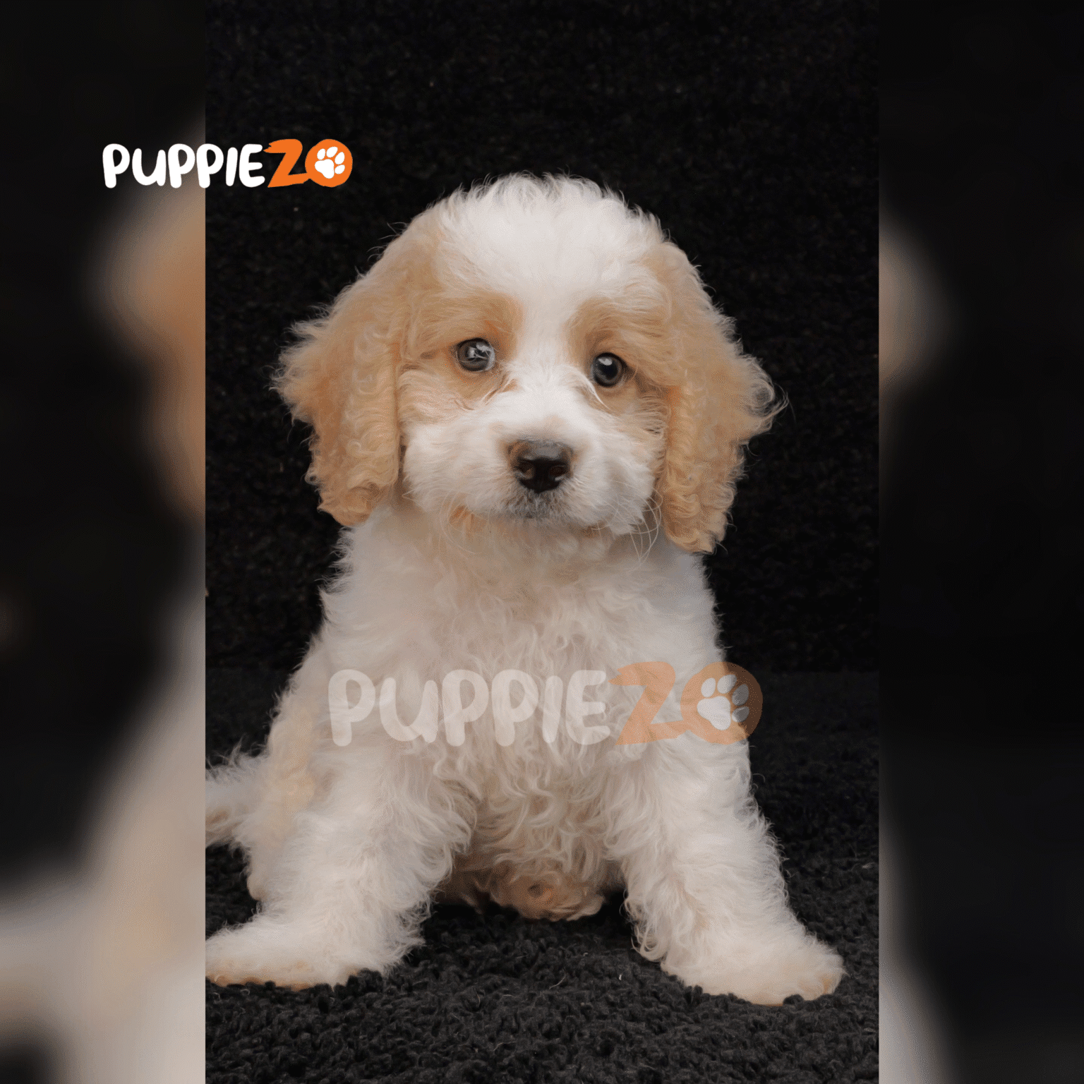 Toy Pom Price – Buy Purebred Toy Pom Puppies in India with Delivery ...