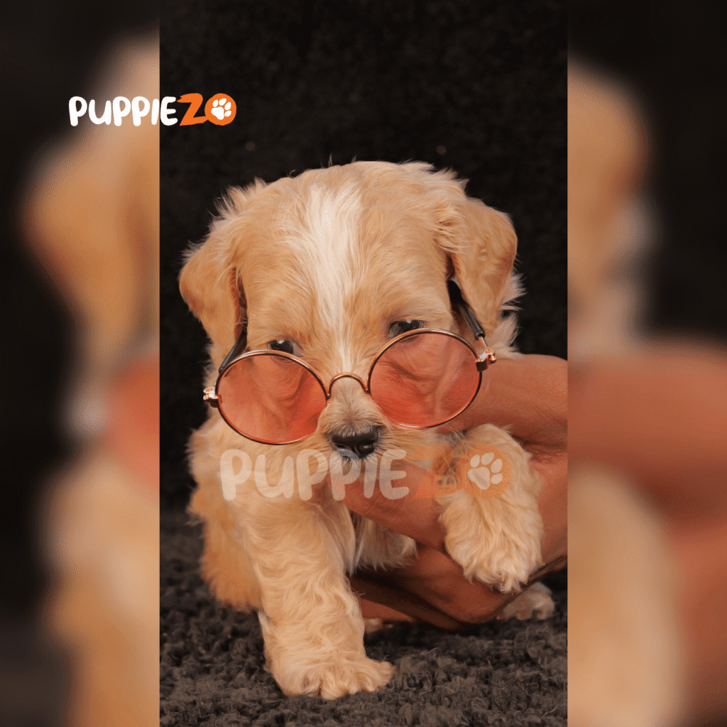 Buy White Persian Cat/Kitten (Blue Colour Eyes) for Sale in Delhi NCR ...