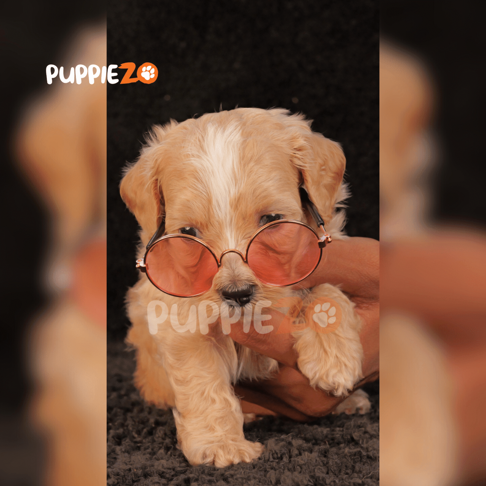Buy Chihuahua Puppies For Sale in Delhi NCR, India at Best Prices