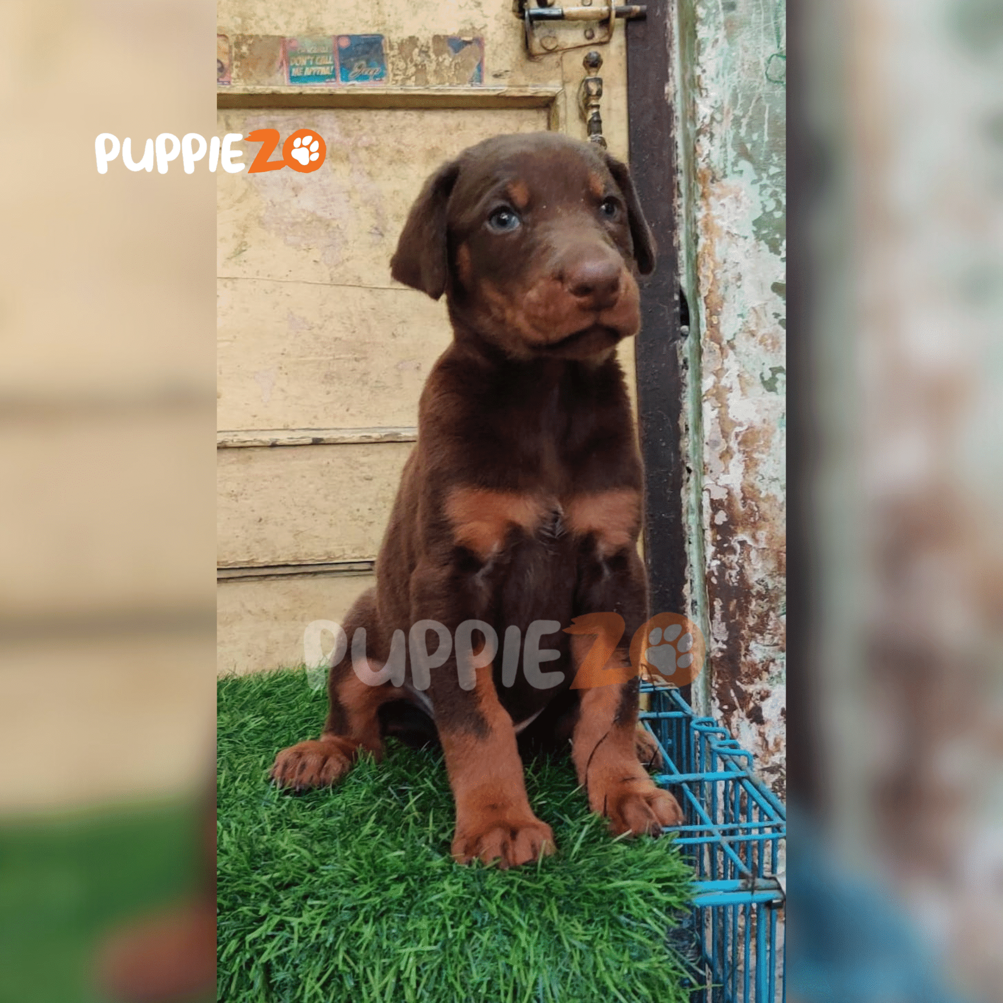 Doberman Pinscher Puppies For Sale in India At Best Prices | Puppiezo