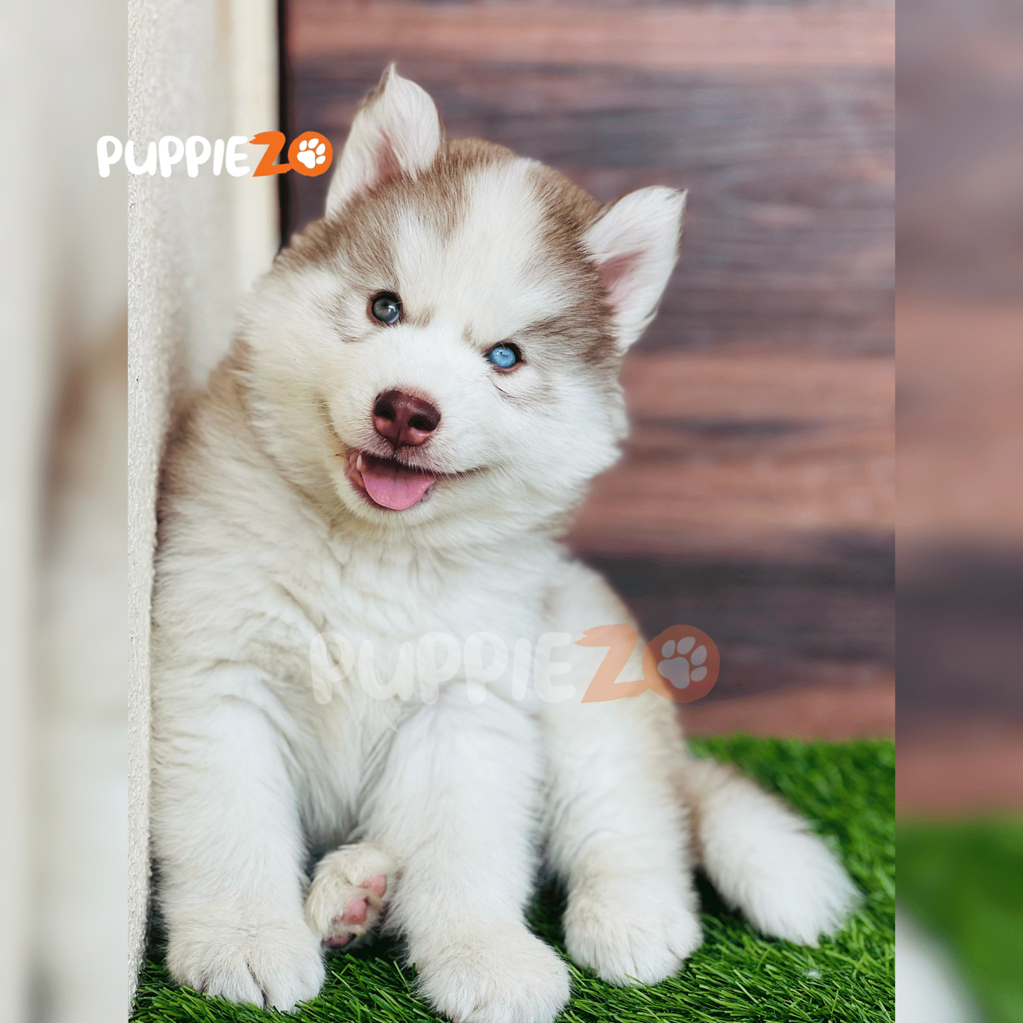 Siberian Husky Puppies For Sale in India At Best Prices | Puppiezo