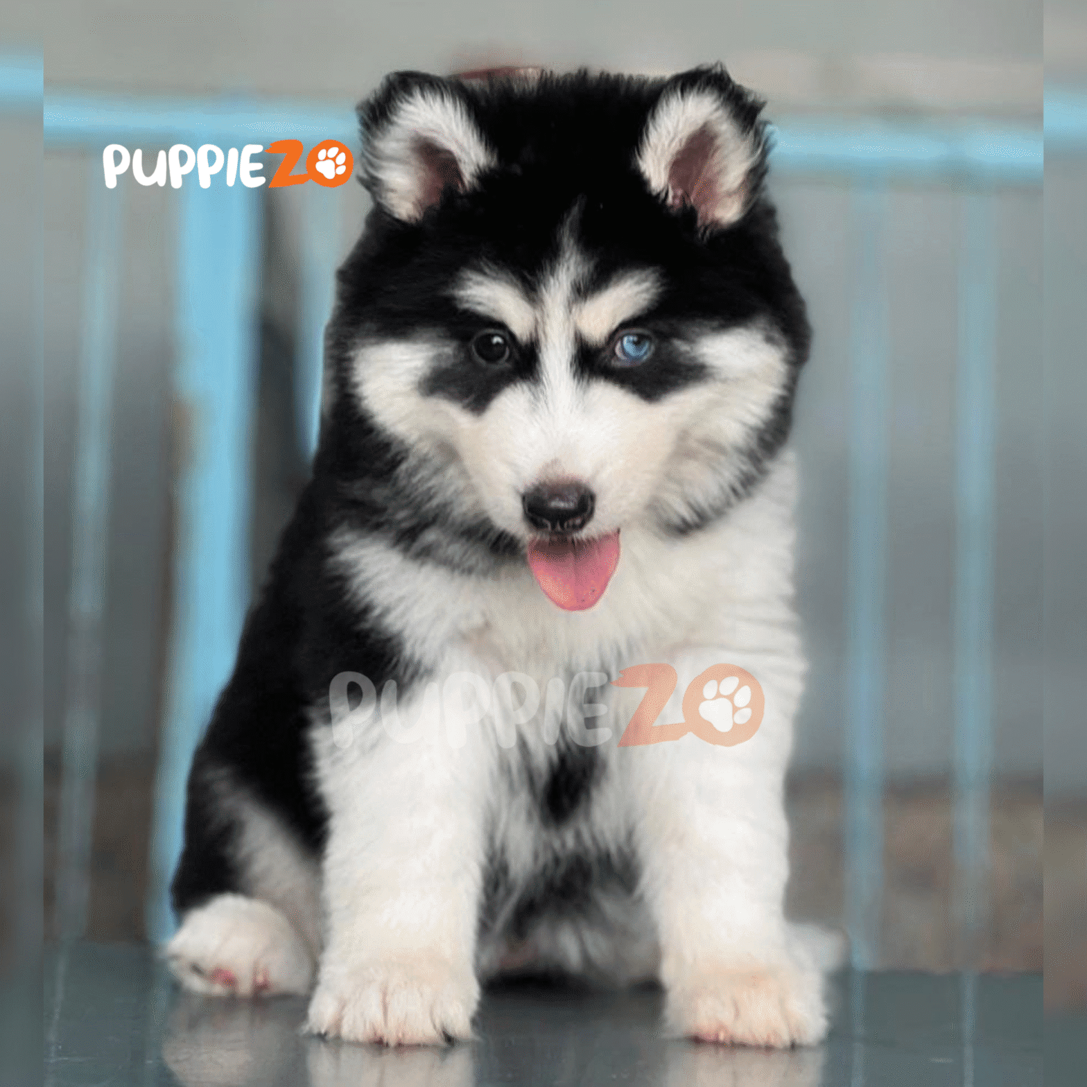 Siberian Husky Puppies For Sale in India At Best Prices | Puppiezo