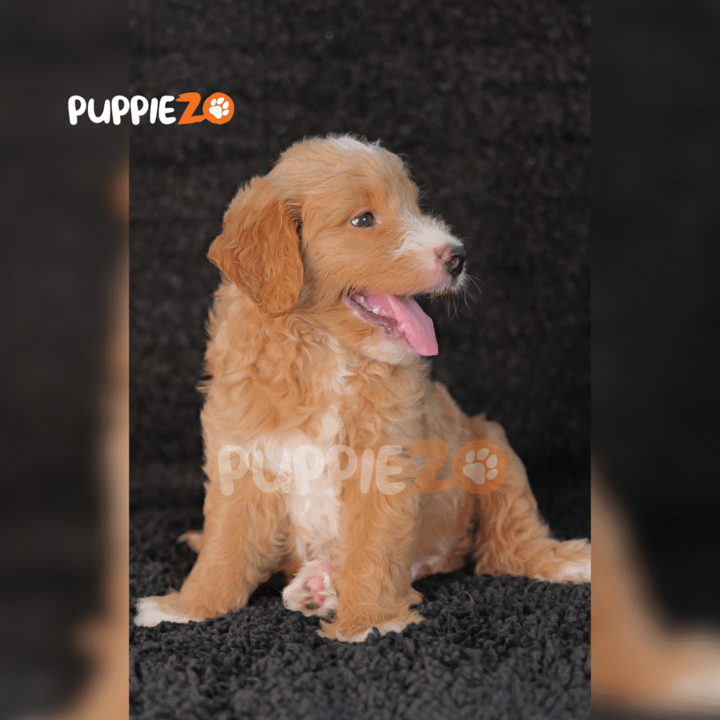 Cheddar - Puppiezo