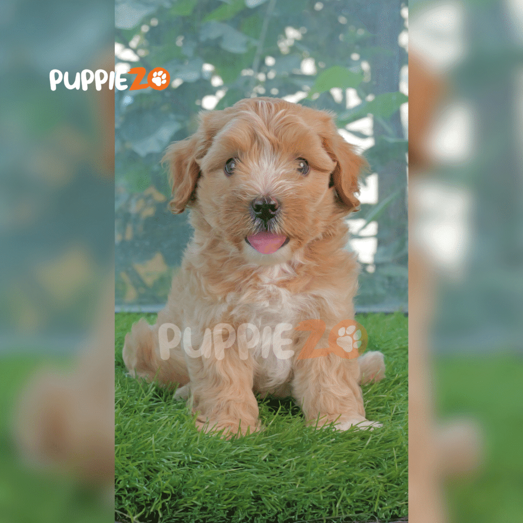 Zoby - Puppiezo