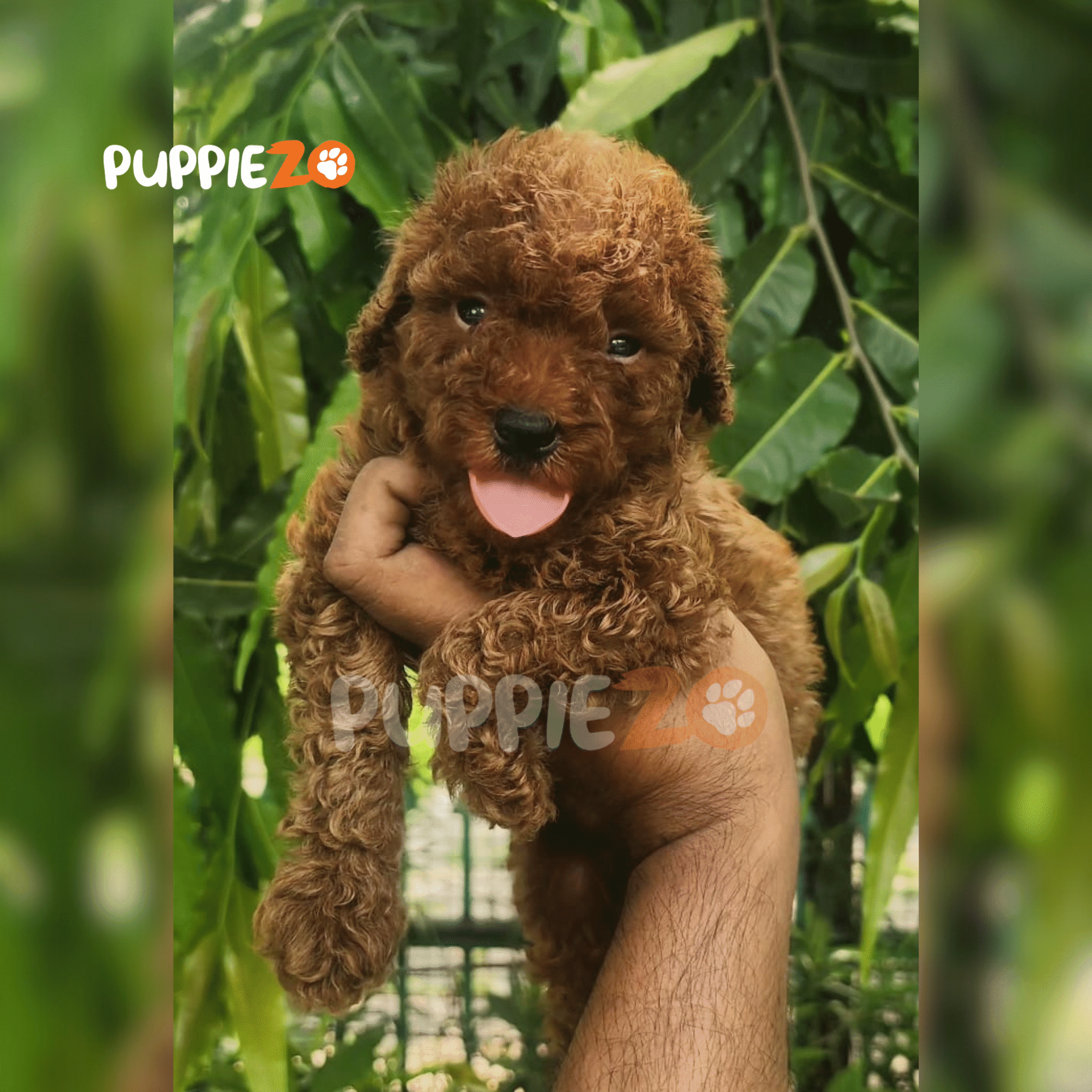 Toy Poodle Puppies For Sale in India At Best Prices | Puppiezo