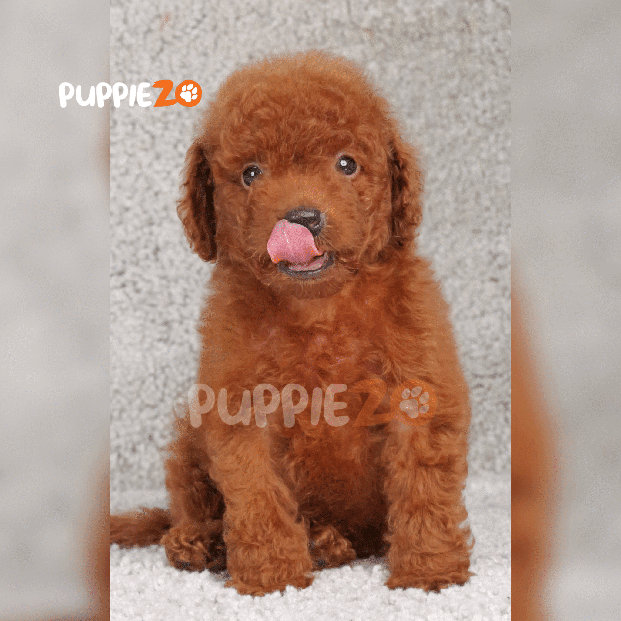 Toy Poodle Puppies For Sale in India At Best Prices | Puppiezo