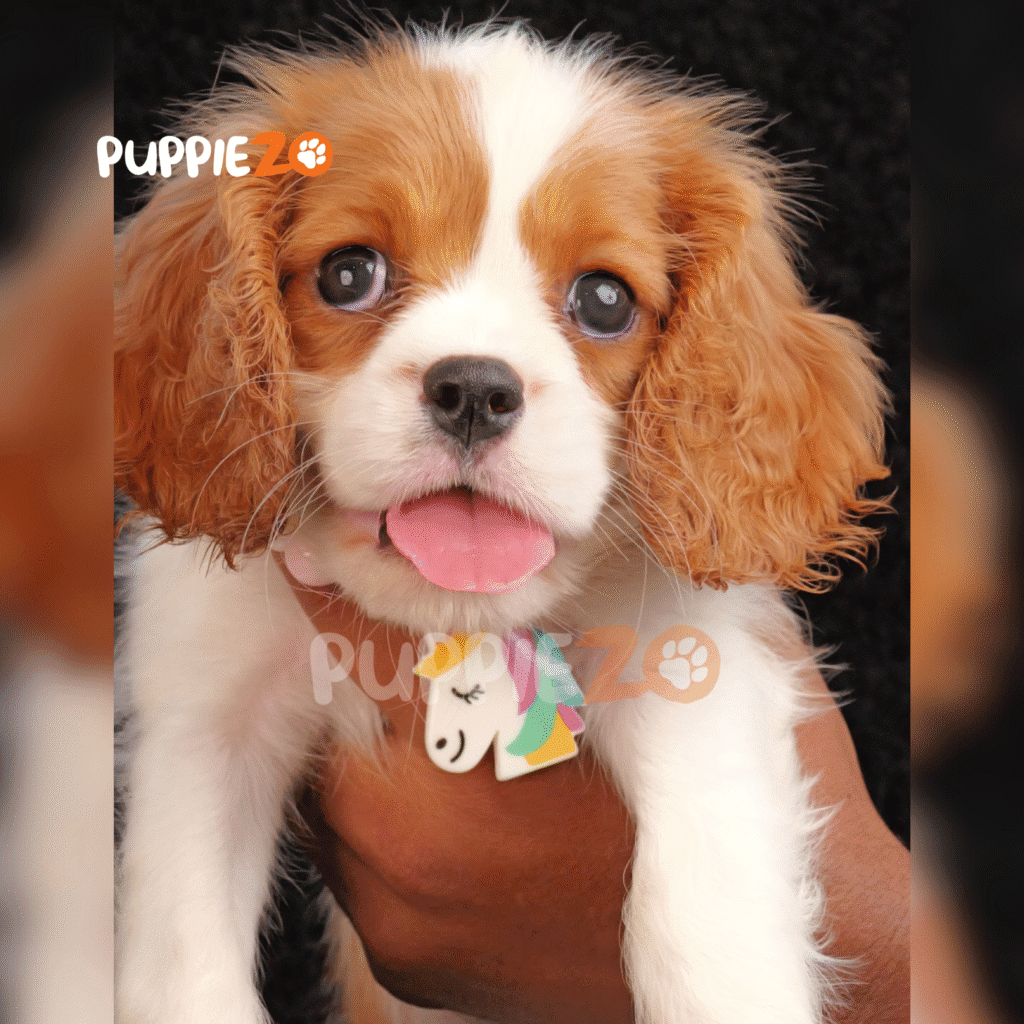 Spud - Puppiezo