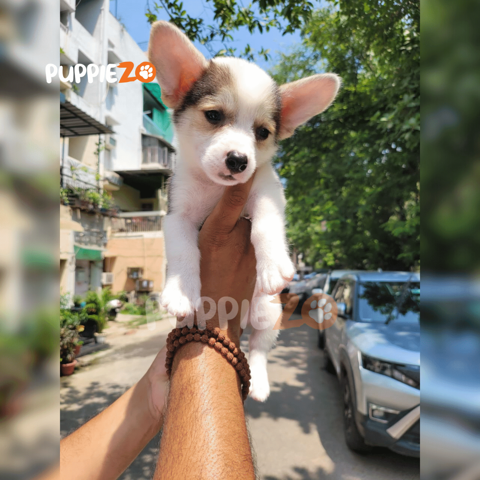 Corgi Price in India – Buy Pembroke & Cardigan Corgi Puppies Online