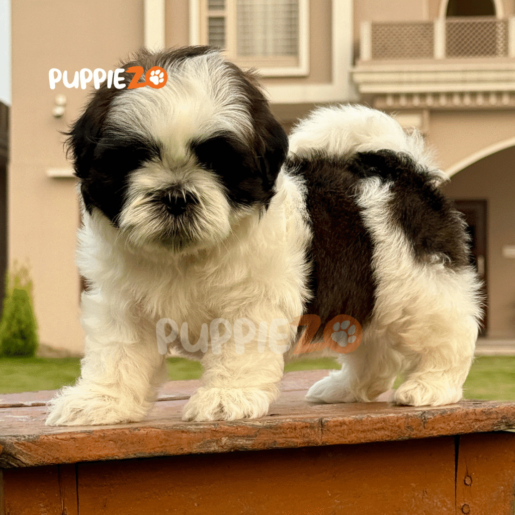 Bugsy - Puppiezo