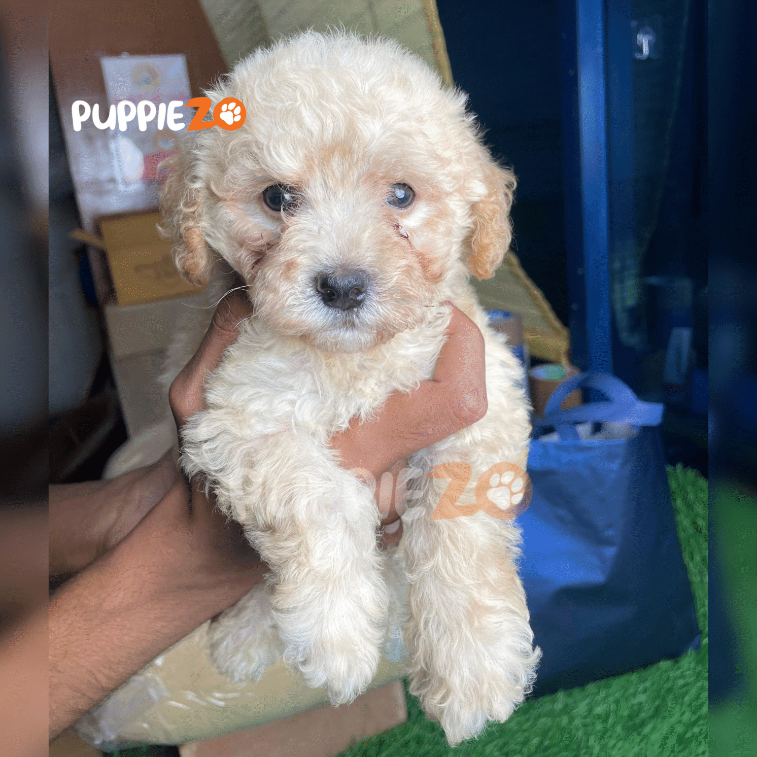 Individual Pets – Buy Unique, Purebred Puppies & Cats Online