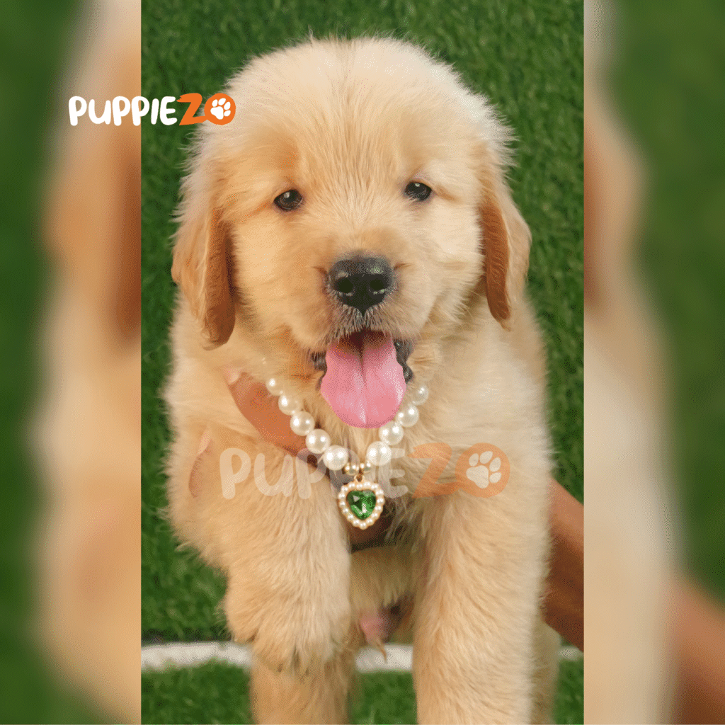 Twizzle - Puppiezo