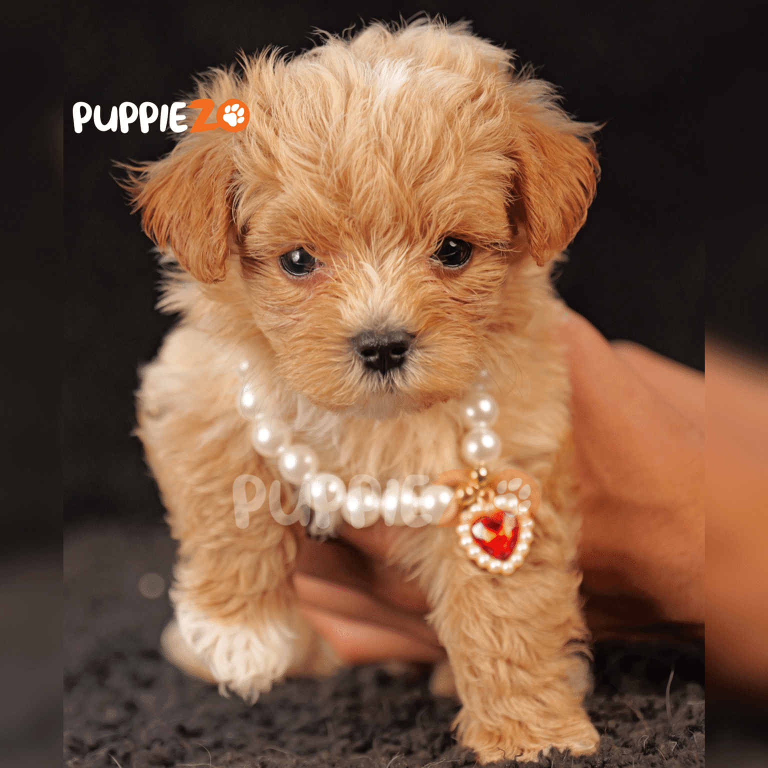 Buy Dogs Online: Puppies & Dogs For Sale in Delhi NCR, India