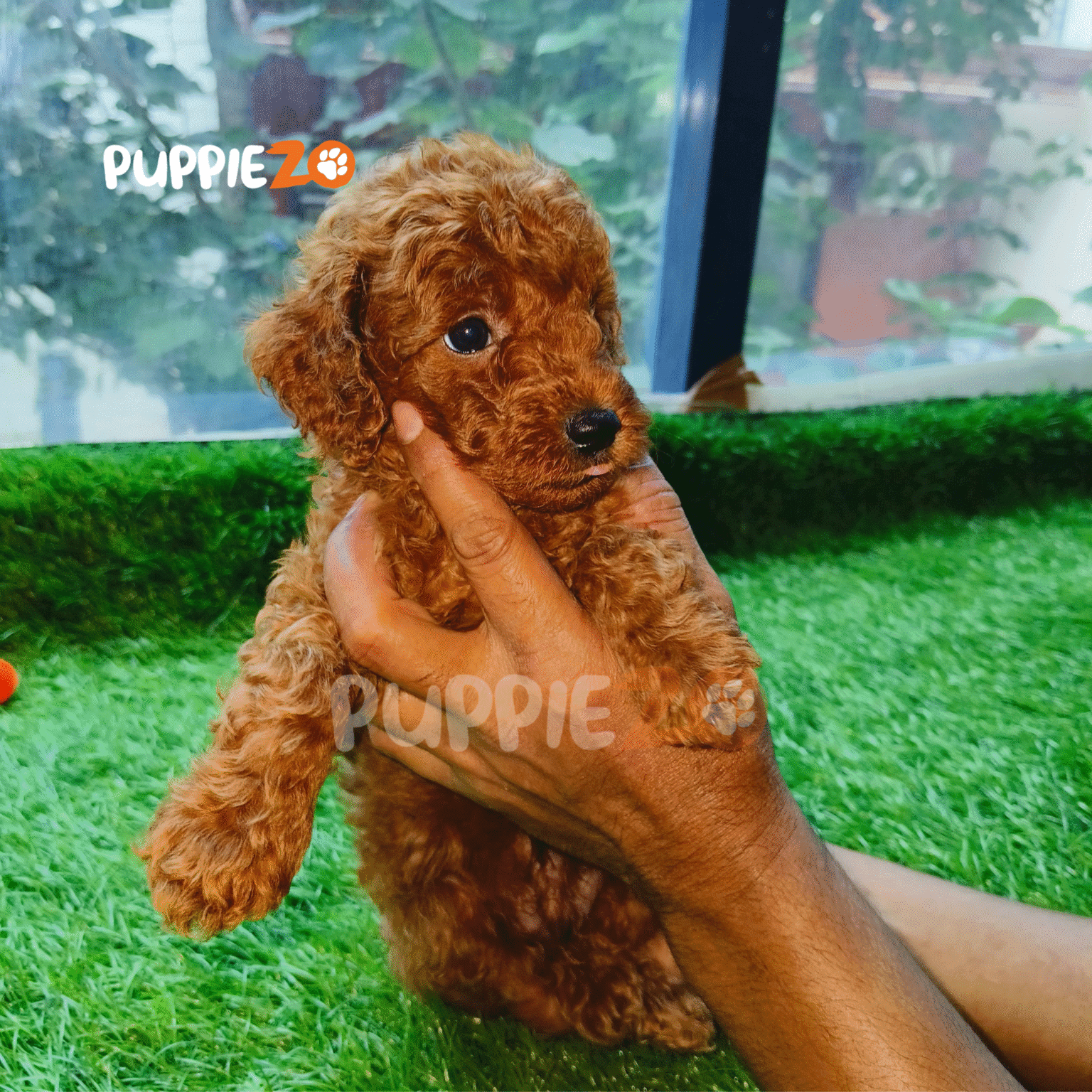 Toy Poodle Puppies For Sale in India At Best Prices | Puppiezo