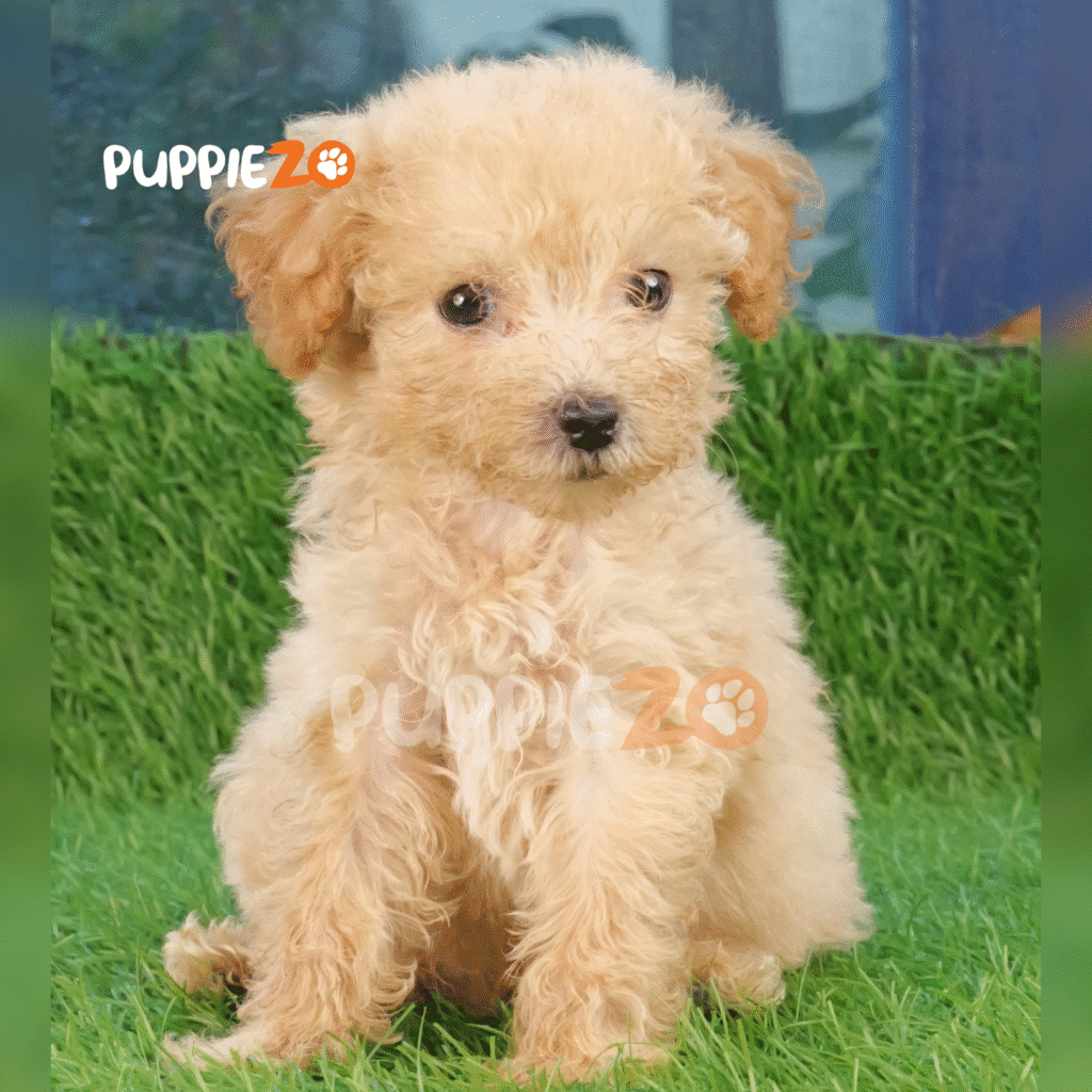 Buy Maltipoo Puppies – Friendly, Intelligent & Adorable Hybrid Dogs in ...