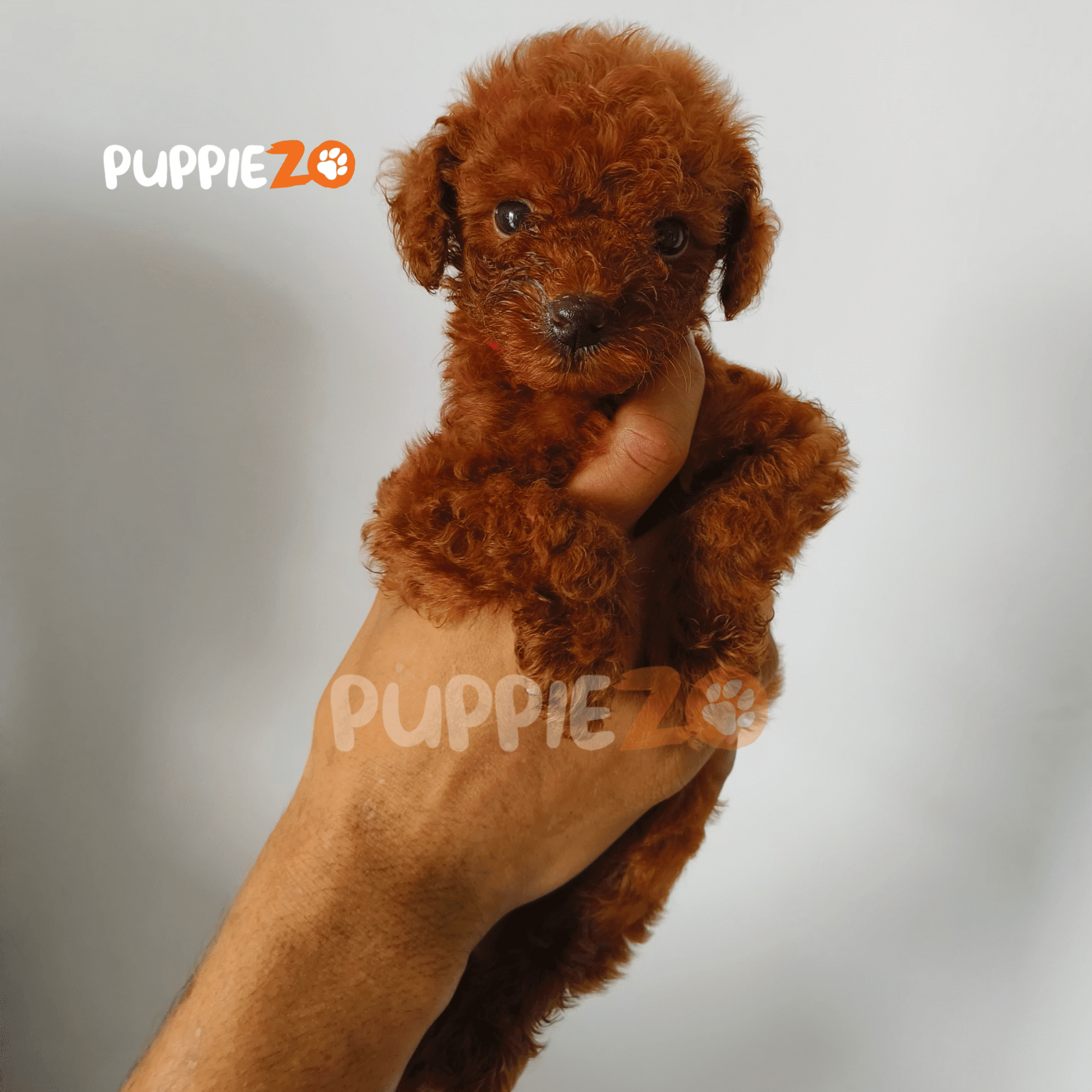 Toy Poodle Puppies For Sale in India At Best Prices | Puppiezo