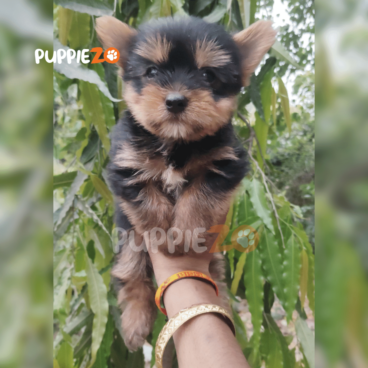 Buy Yorkshire Terrier Puppies – Tiny, Playful & KCI Registered Yorkies ...