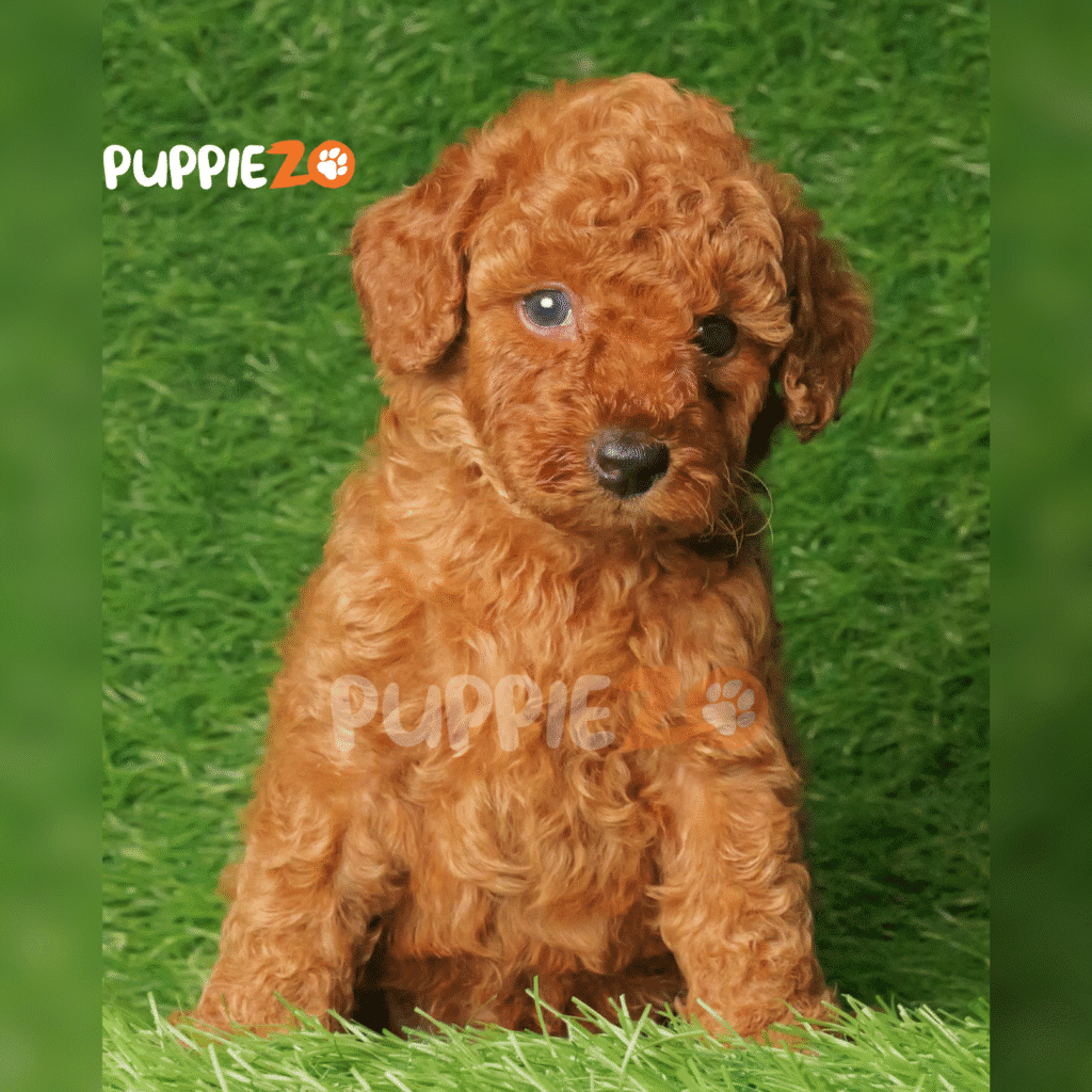 Miniature Poodle Price – Loyal, Adorable & Healthy Mini Poodle Puppies
