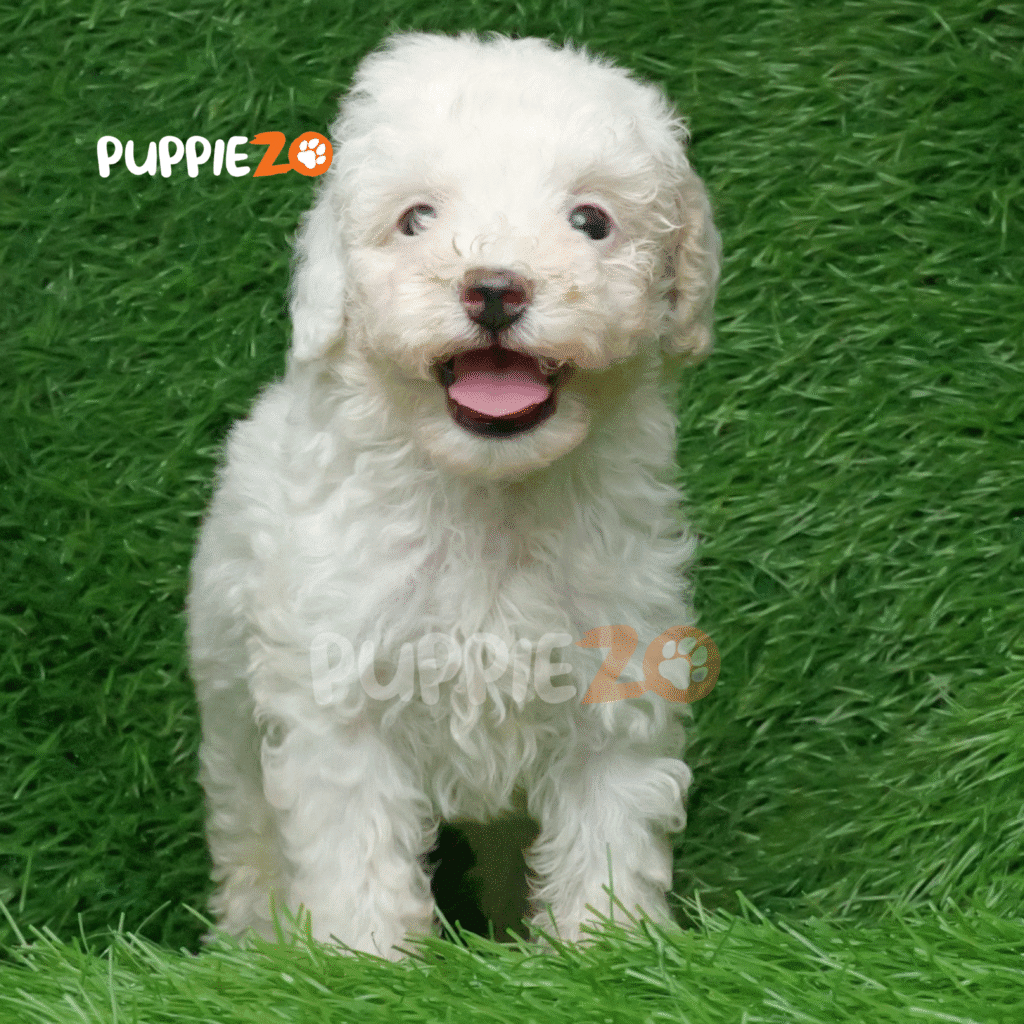 Sprocket - Puppiezo