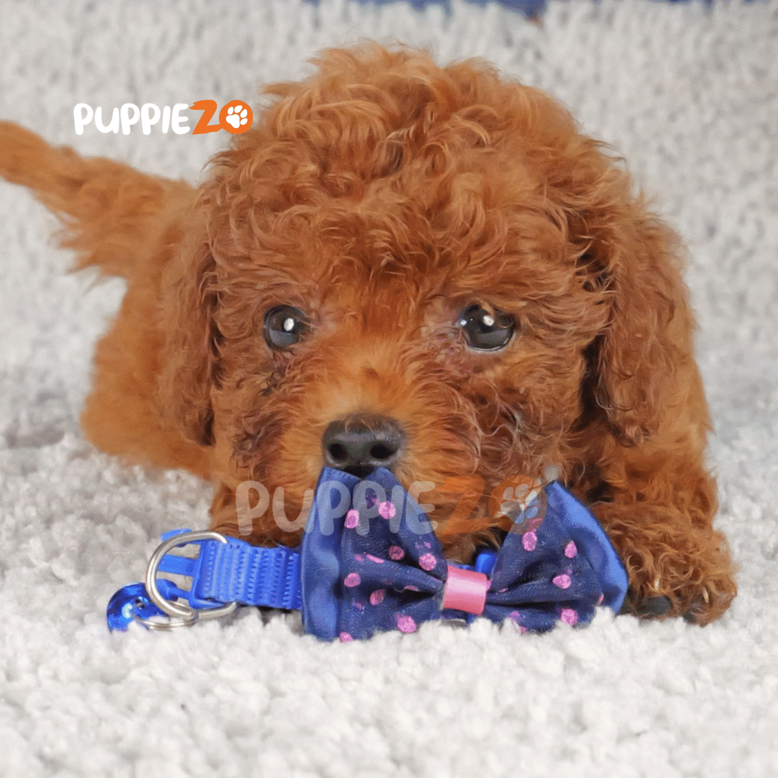 Tibetan Mastiff Price – Majestic, Loyal & KCI Certified Mastiff Puppies ...