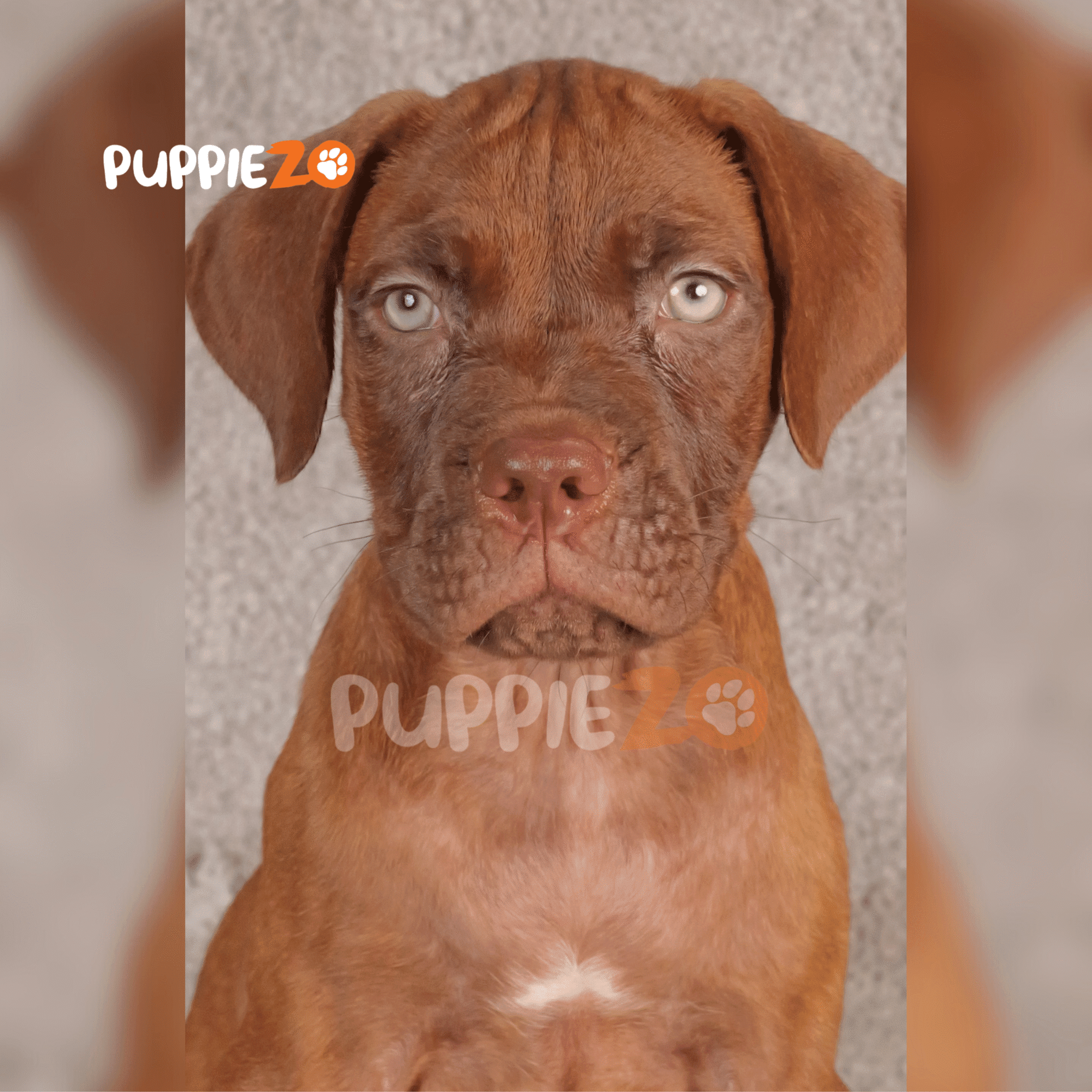 Tibetan Mastiff Price – Majestic, Loyal & KCI Certified Mastiff Puppies ...