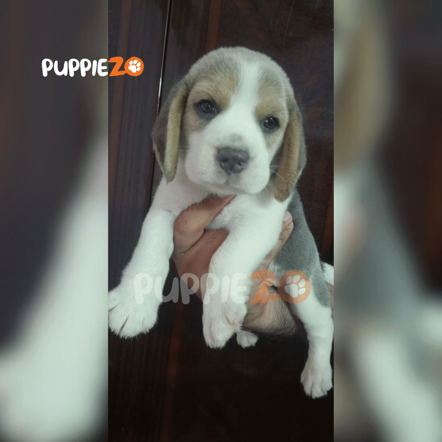 Beagle Puppies for sale in India At Best Prices | Puppiezo
