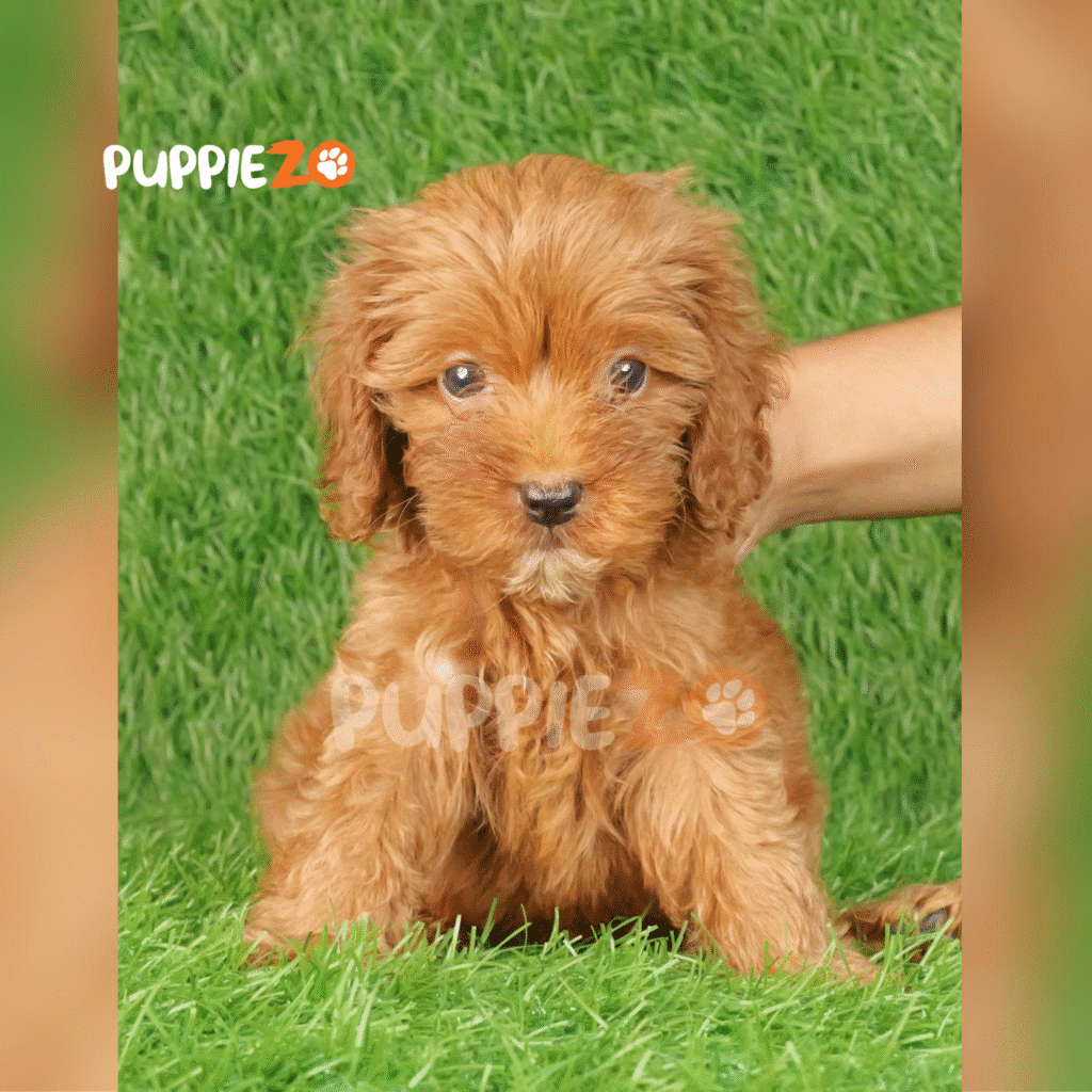 Cavapoo Price – Buy Hypoallergenic, Cute & Designer Puppies in India ...