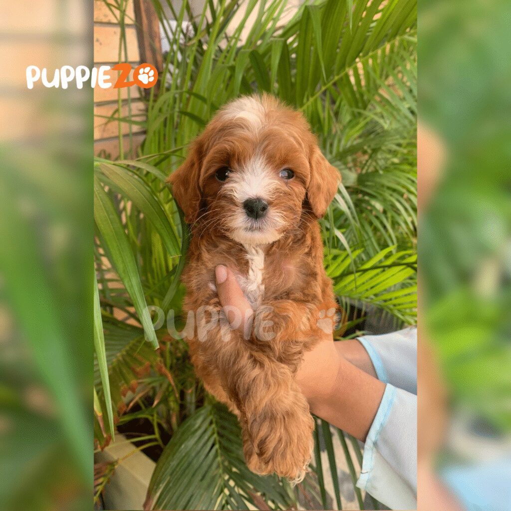 Long Hair Chihuahua Puppies For Sale in India At Best Prices | Puppiezo