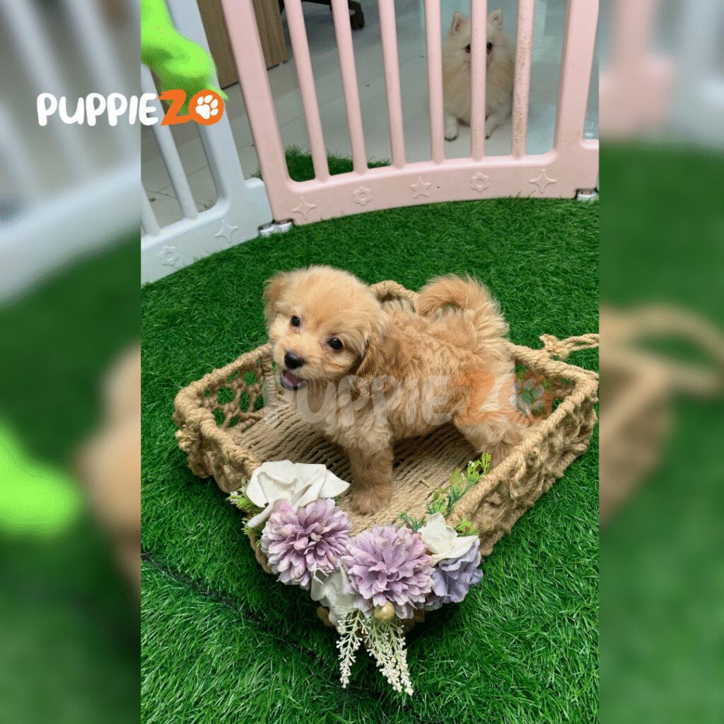 Chihuahua Puppies For Sale in India At Best Prices | Puppiezo