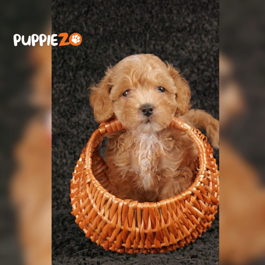 Ocean Dog Price – Rare Ocean Breed Puppies for Sale in India at Best Price