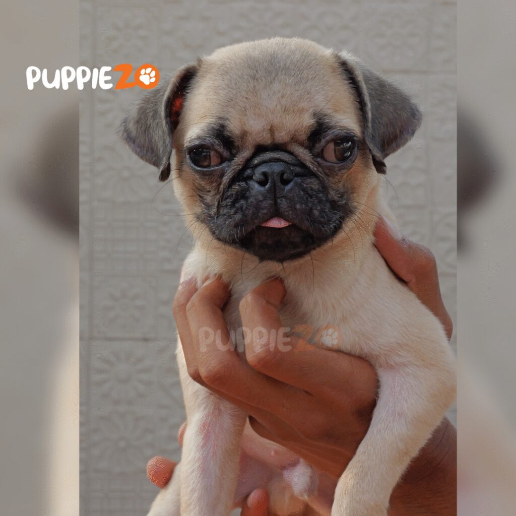 Ocean Dog Price – Rare Ocean Breed Puppies for Sale in India at Best Price